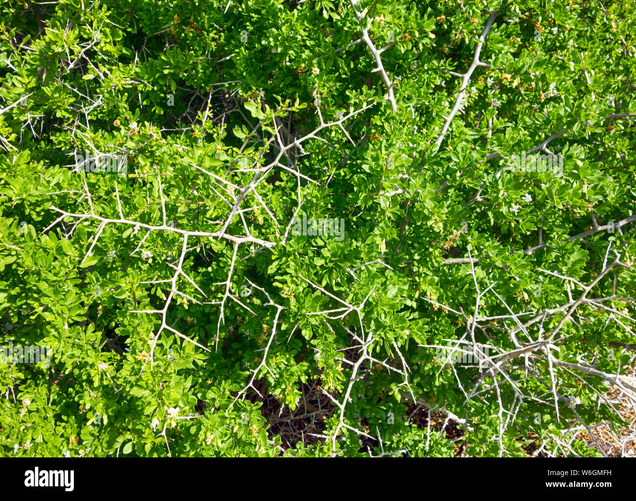 Bush with prickly branches and leaves. Full frame Stock Photo - Alamy