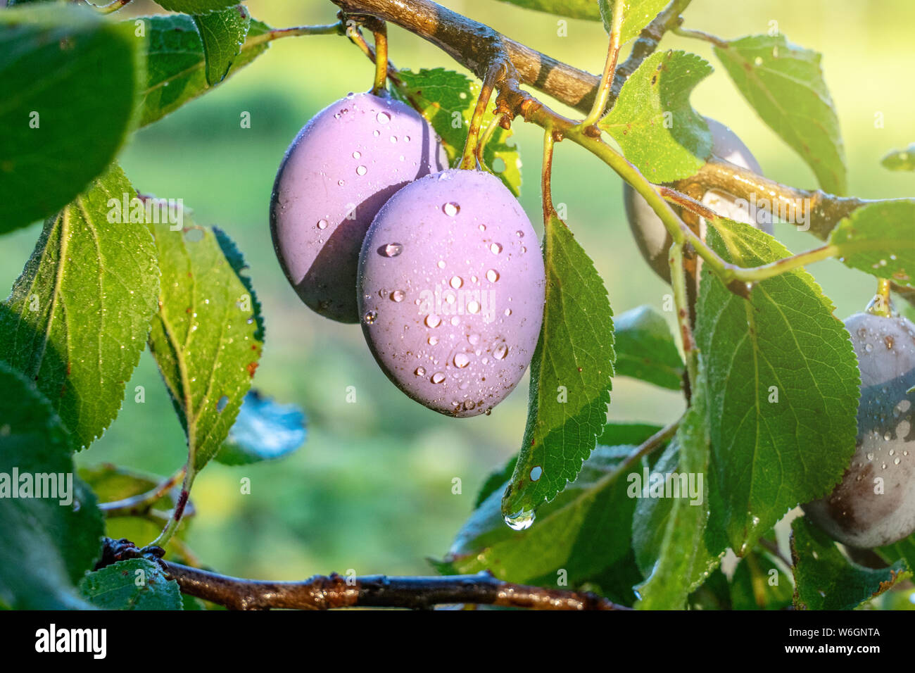 Plum rain season hi-res stock photography and images - Alamy
