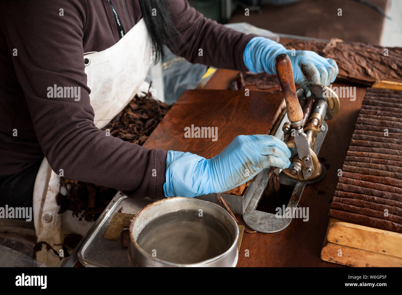 Handcrafted manufacture of Tuscan cigars, with seasoned leaves of ...