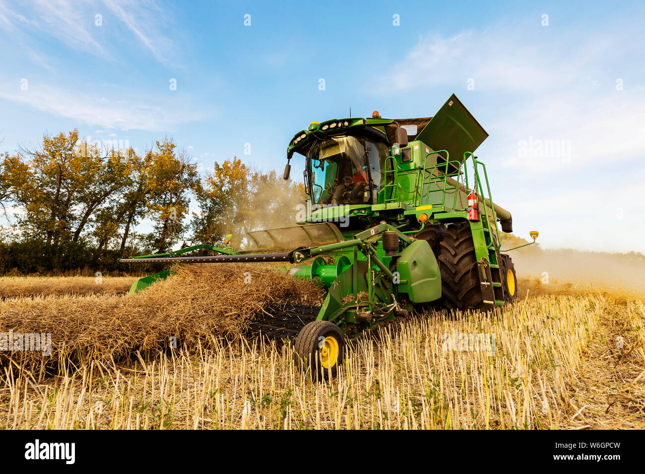 Harvesting a canola crop with a combine on a swathed crop at sunset ...