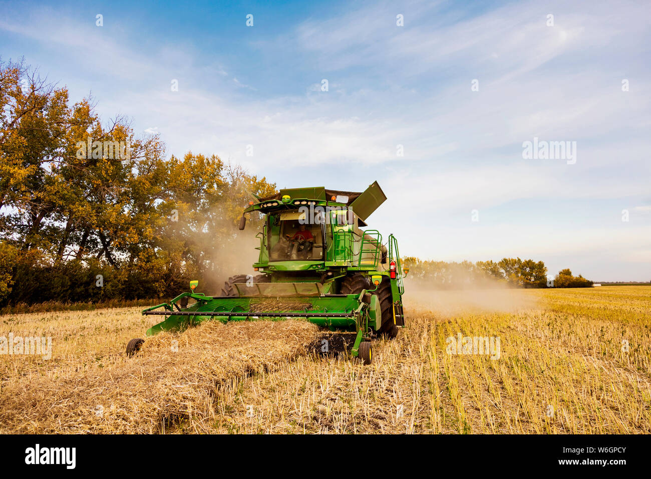 Harvesting a canola crop with a combine on a swathed crop at sunset ...