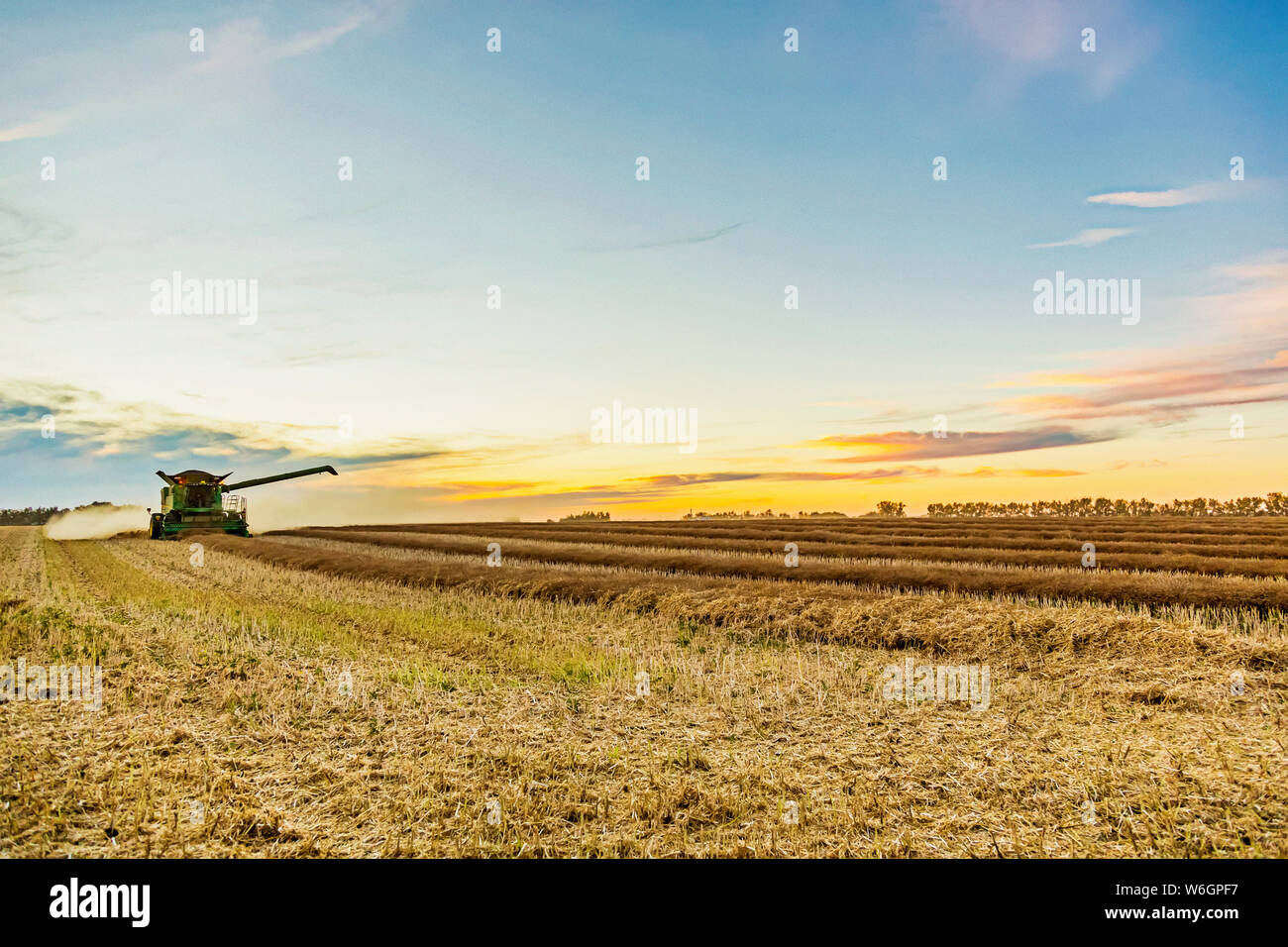 Harvesting a canola crop with a combine on a swathed crop at sunset ...
