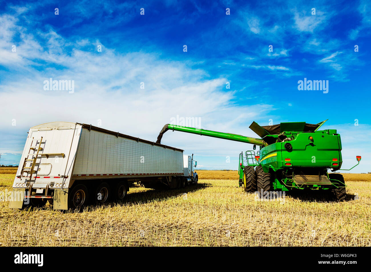 Harvesting canola and transferring the load from the combine to a grain ...