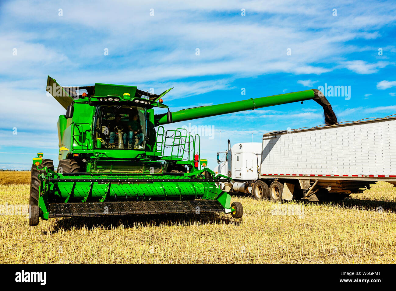A father and son harvesting canola together and transferring their load ...