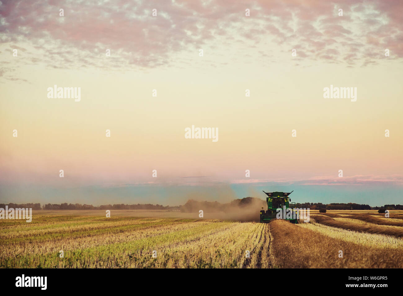 A combine harvesting canola at sunset; Legal, Alberta, Canada Stock ...