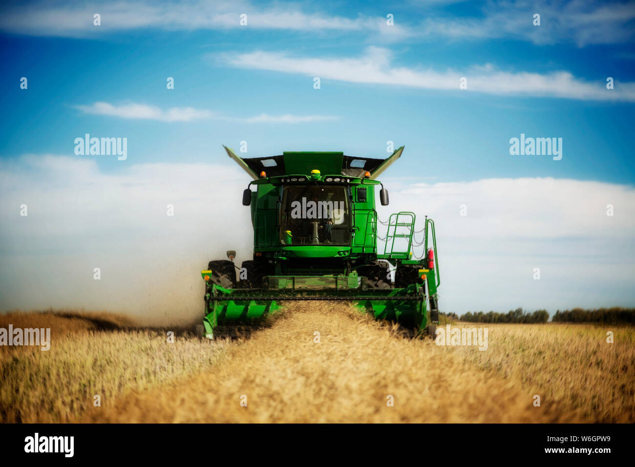 Canola swath hi-res stock photography and images - Alamy
