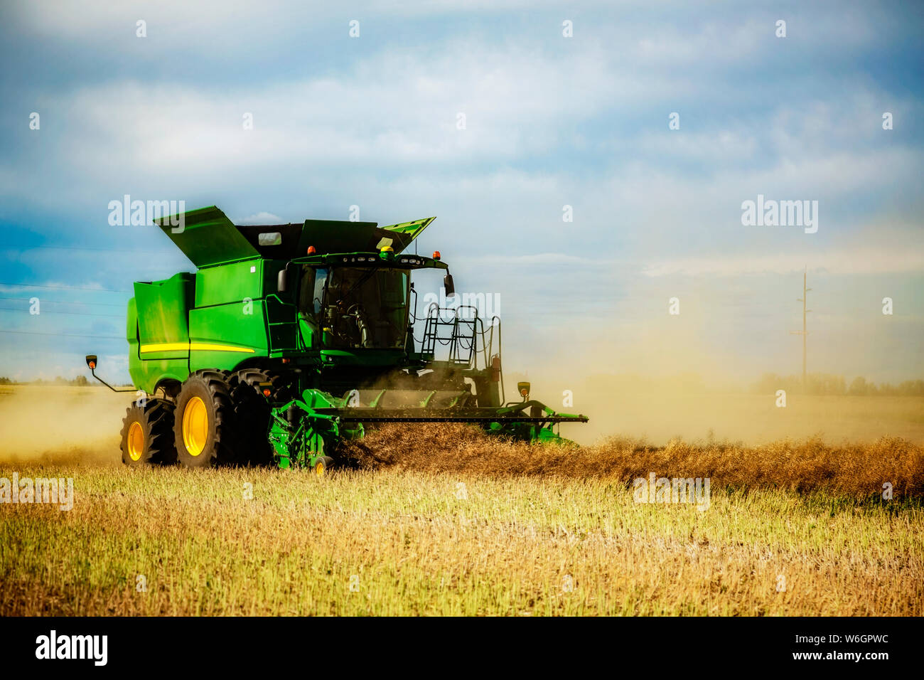 A farmer harvesting canola with a combine on a swathed field; Legal ...