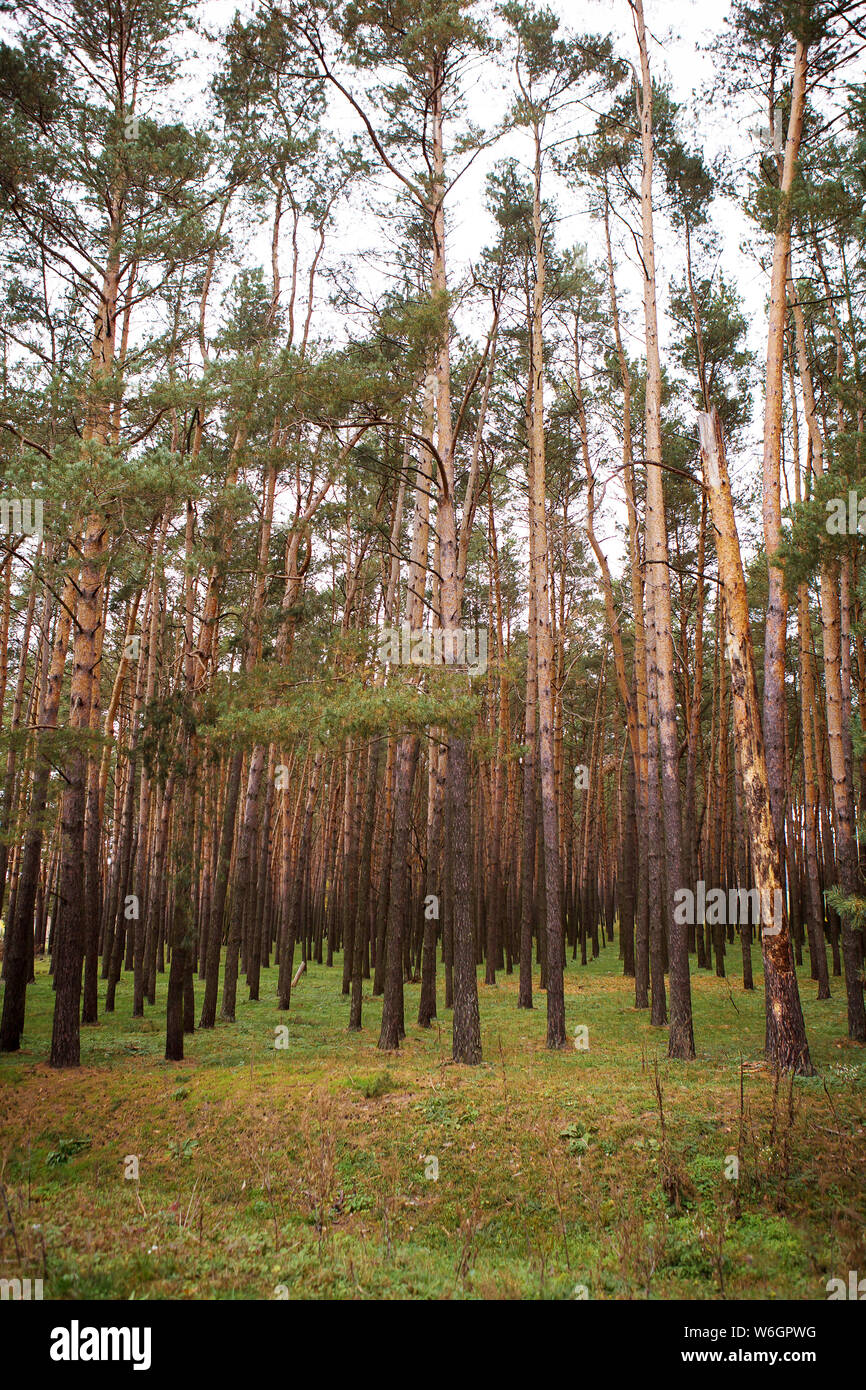 the beautiful dense pine forest in autumn Stock Photo - Alamy