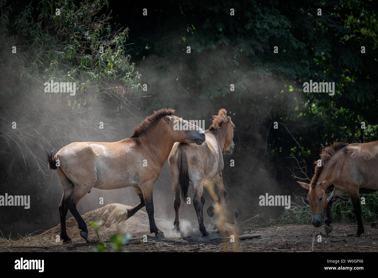 Wild horses moving around on dusty ground, three Przewalski horses ...
