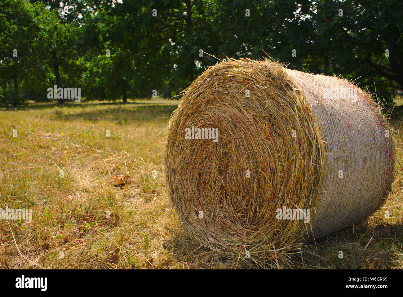 Fresh hay bale near green trees Stock Photo - Alamy