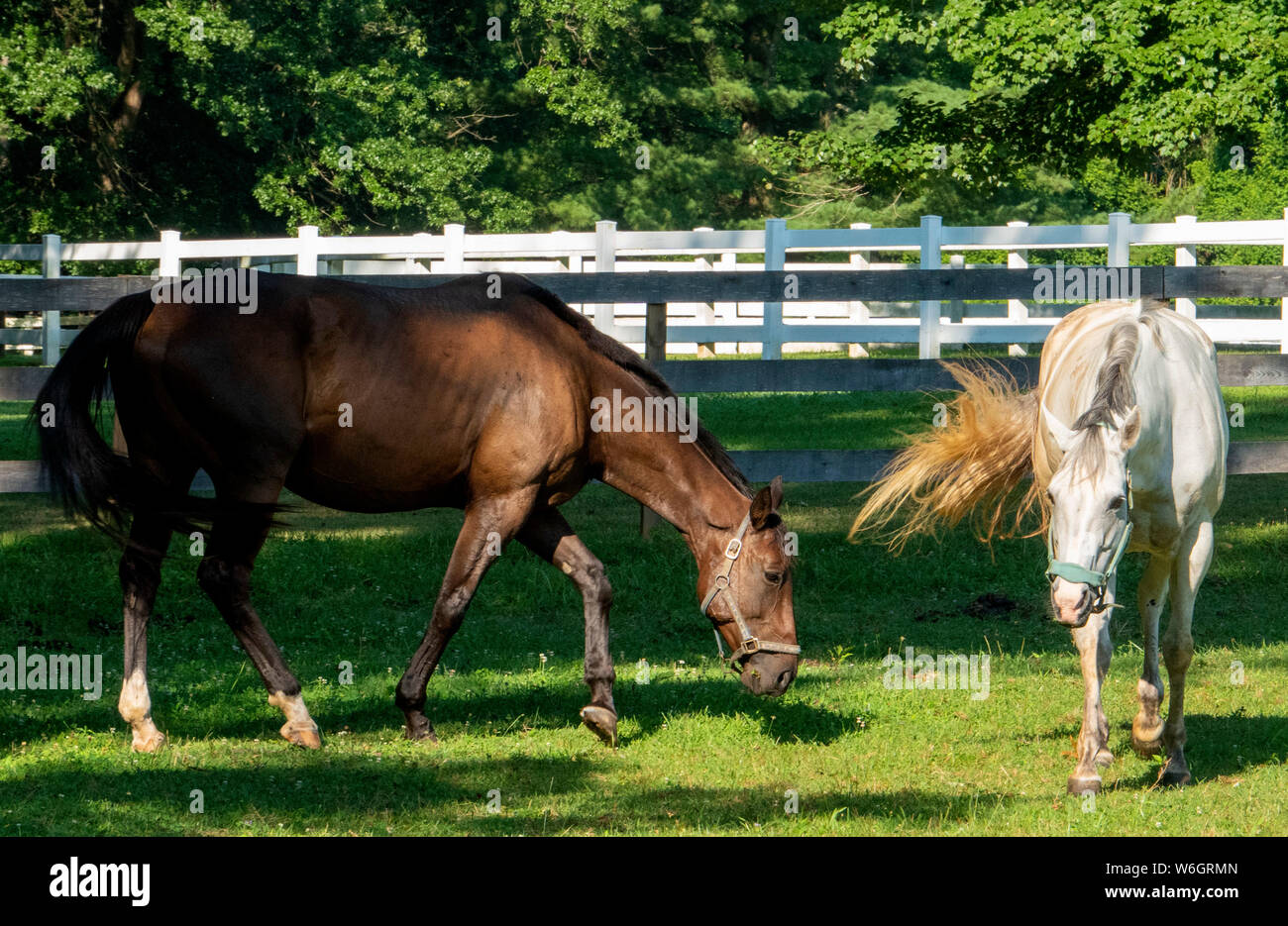 In the paddock Stock Photo - Alamy