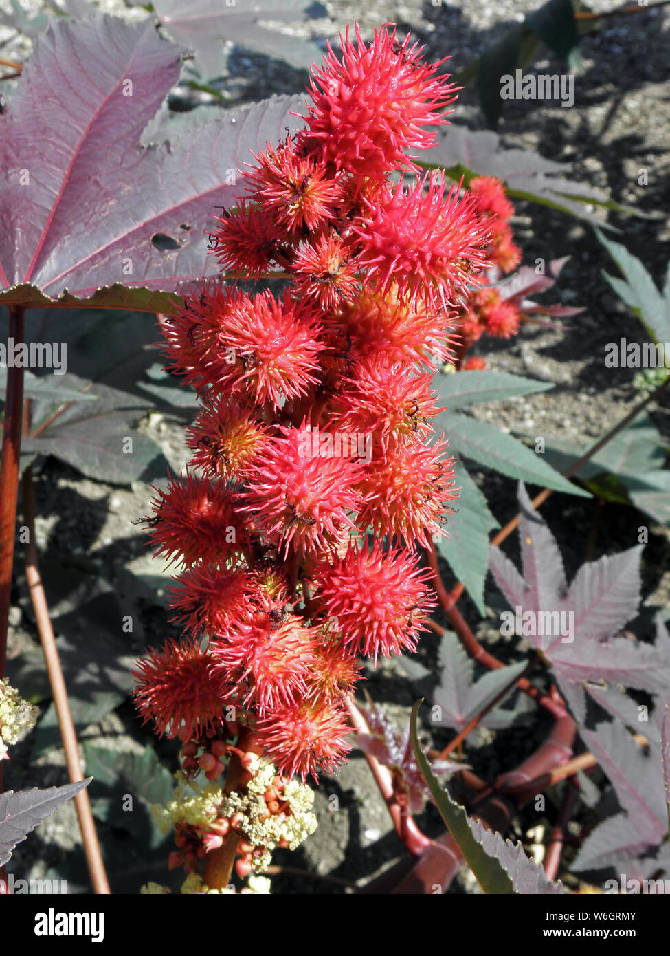 Ricinus communis carmencita hi-res stock photography and images - Alamy