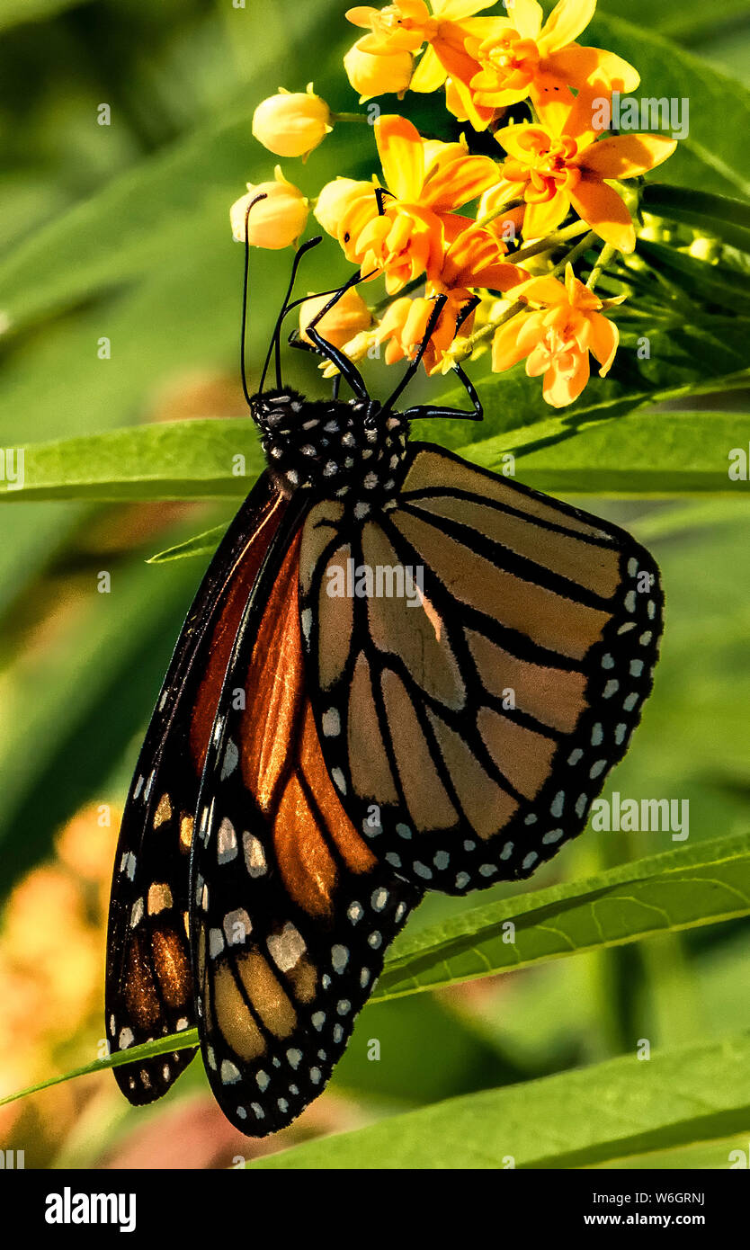 Butterfly top bottom hi-res stock photography and images - Alamy