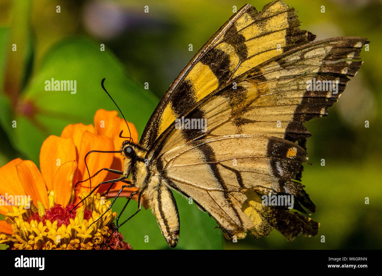 Majestic insect hi-res stock photography and images - Alamy