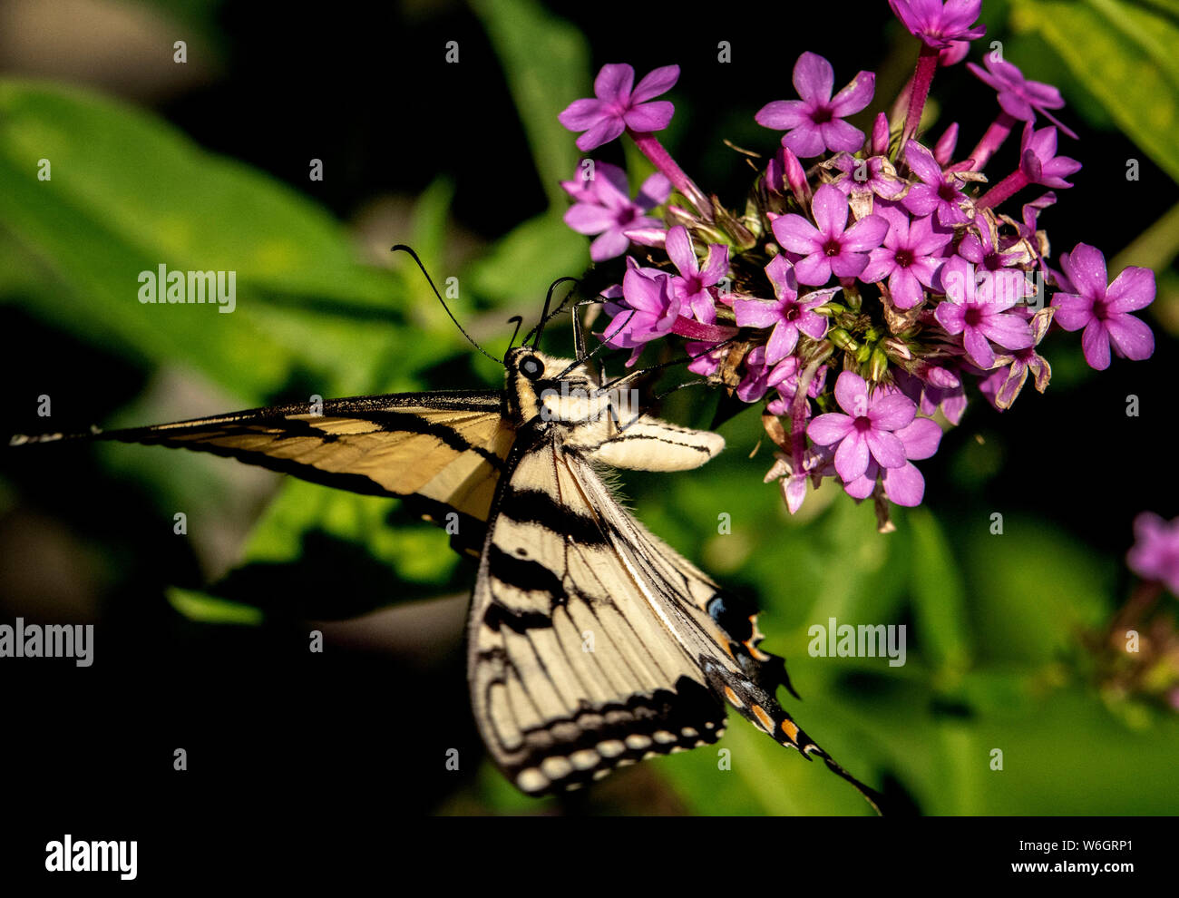 On the side Stock Photo - Alamy