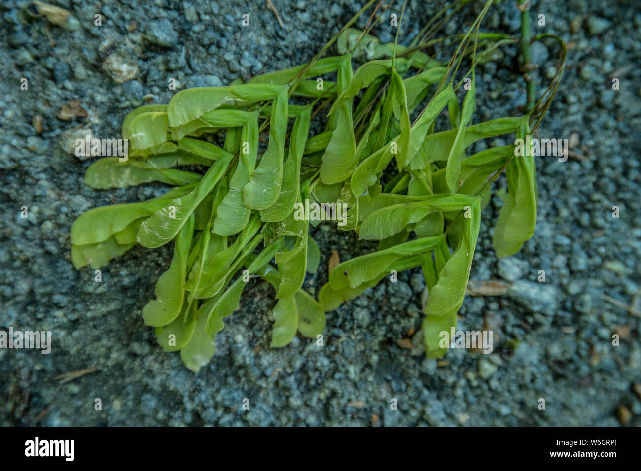 A clump of fallen premature green maple tree seedlings (helicopters) on ...