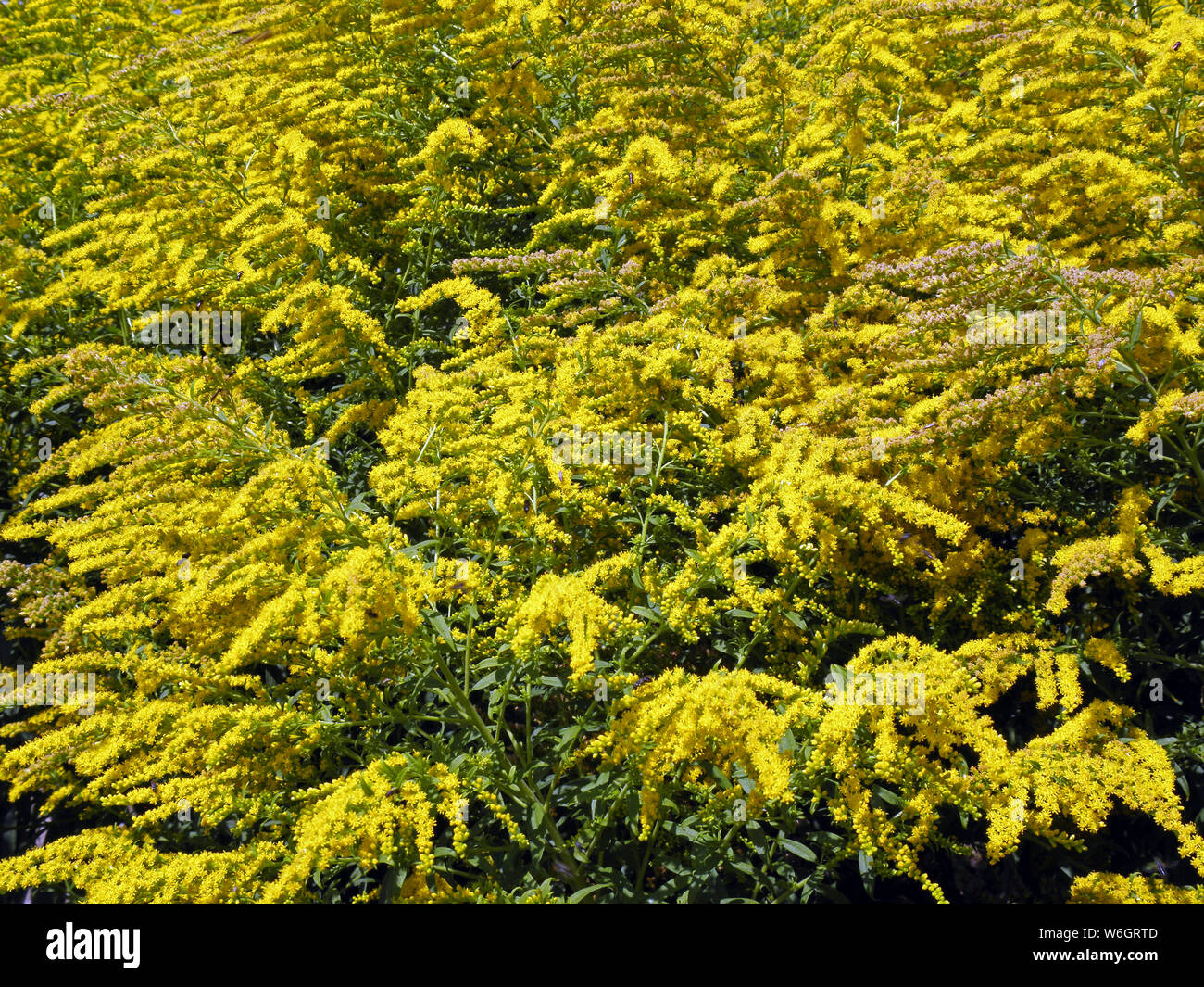 Salidago canadensis hi-res stock photography and images - Alamy