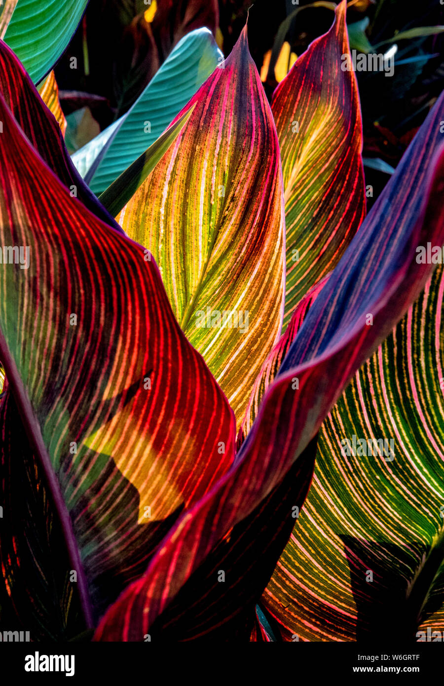 Art in nature Stock Photo - Alamy