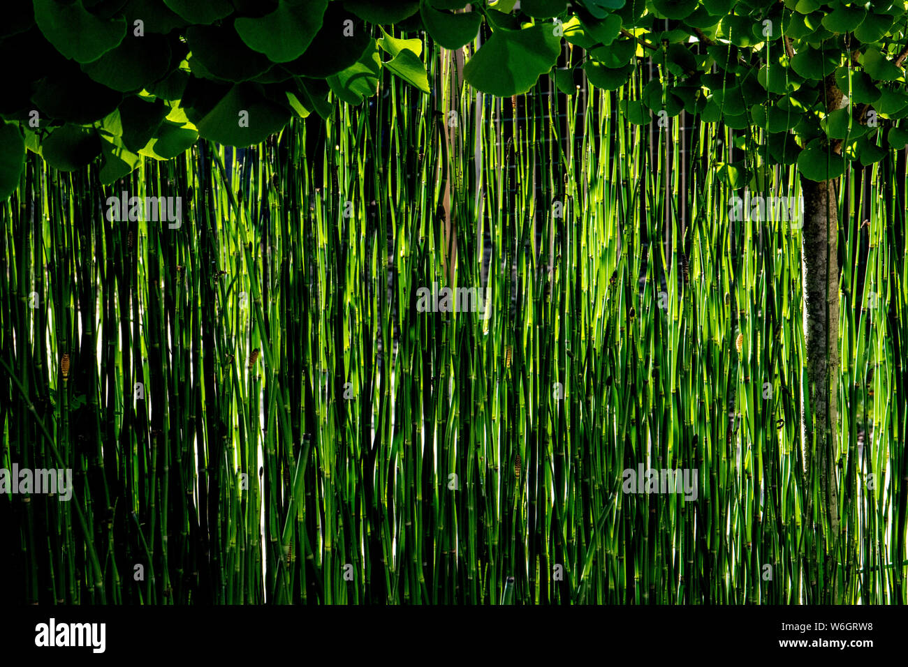 Upright and green Stock Photo - Alamy