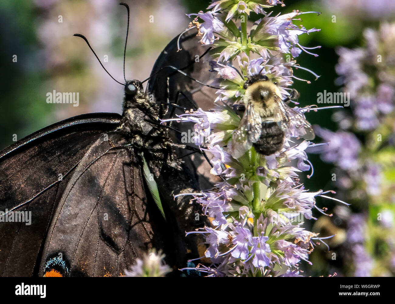 Butterfly and bug Stock Photo - Alamy