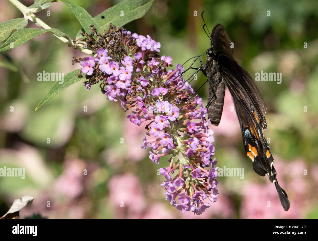 Homing in hi-res stock photography and images - Alamy