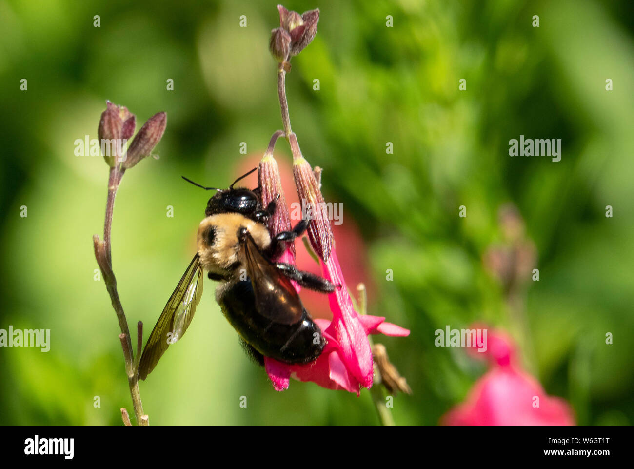 Buzzing pollinator hi-res stock photography and images - Alamy