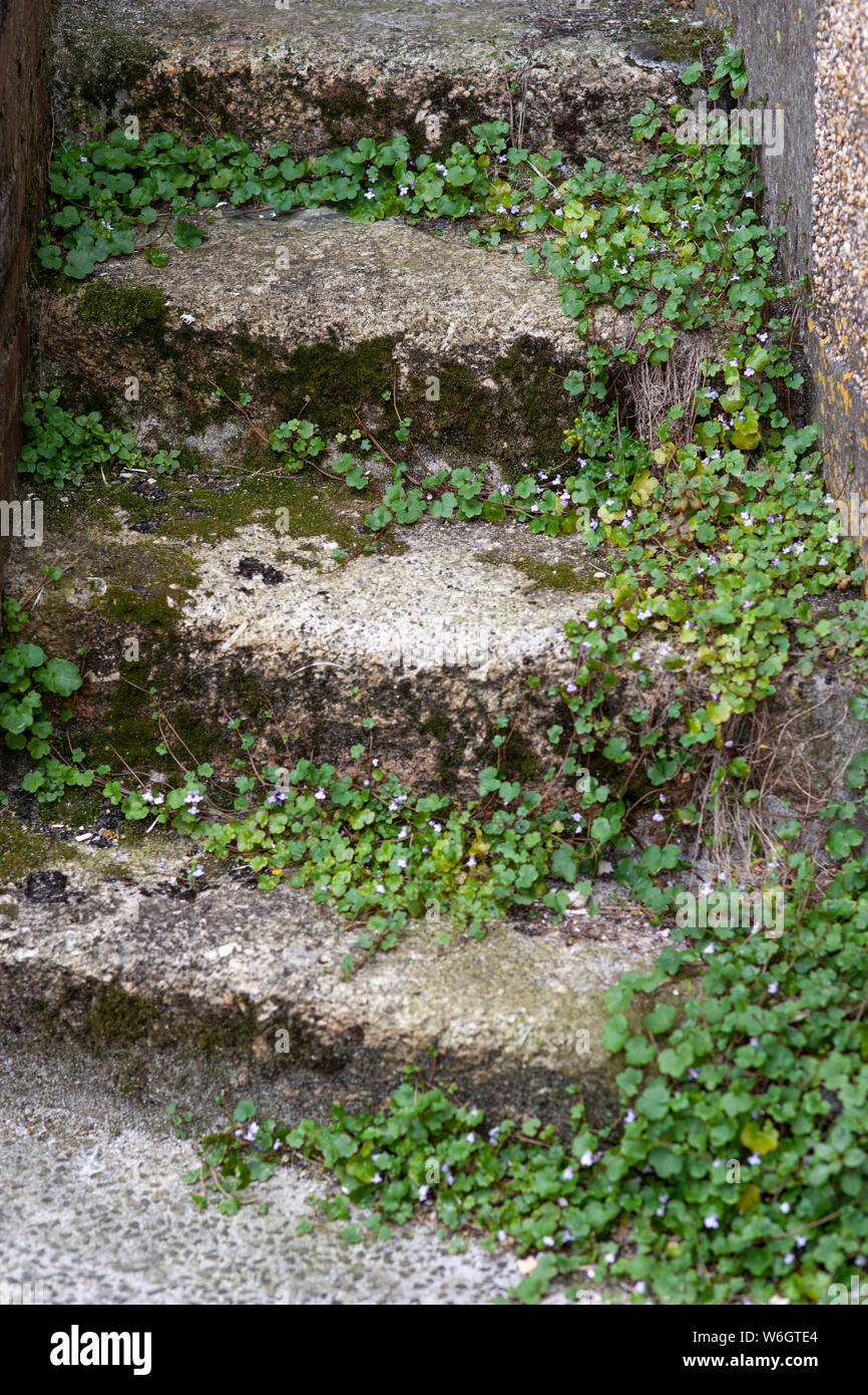 detail of steps, St Ives, with creeping foliage and moss Stock Photo ...