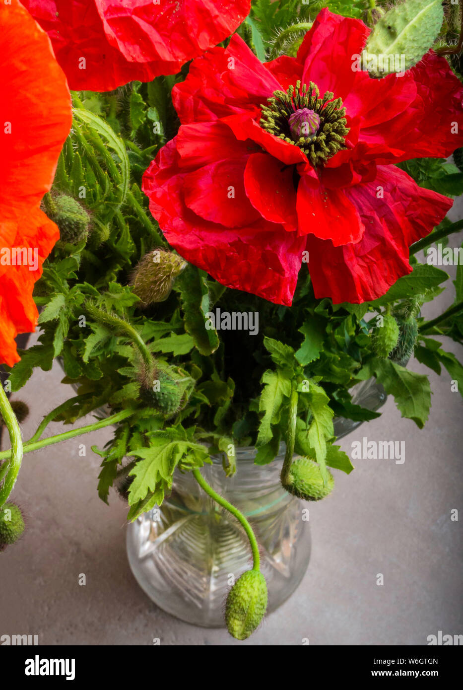 Bouquet of red poppies background. Wild flowers Stock Photo - Alamy