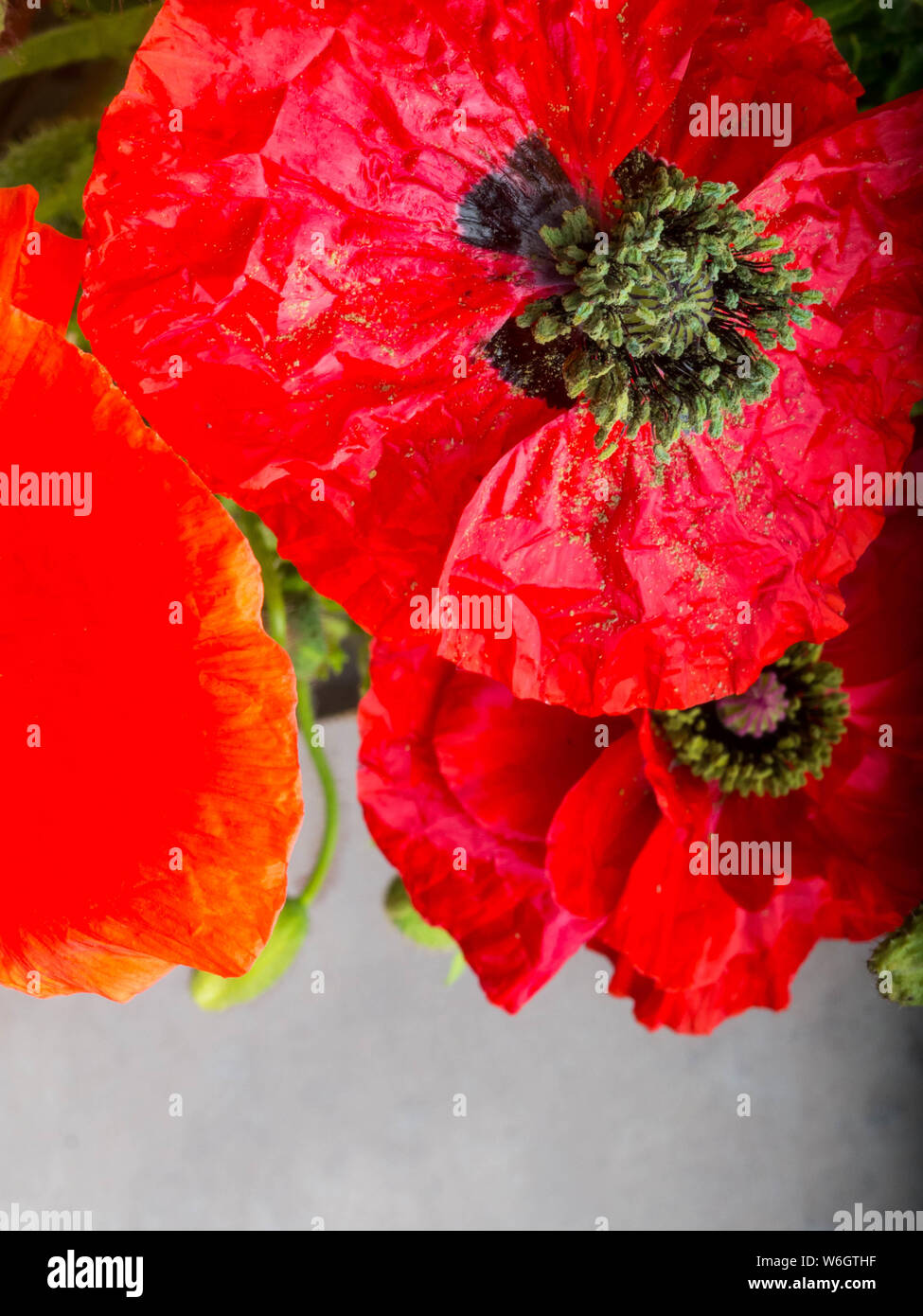 Bouquet of red poppies background. Wild flowers Stock Photo - Alamy
