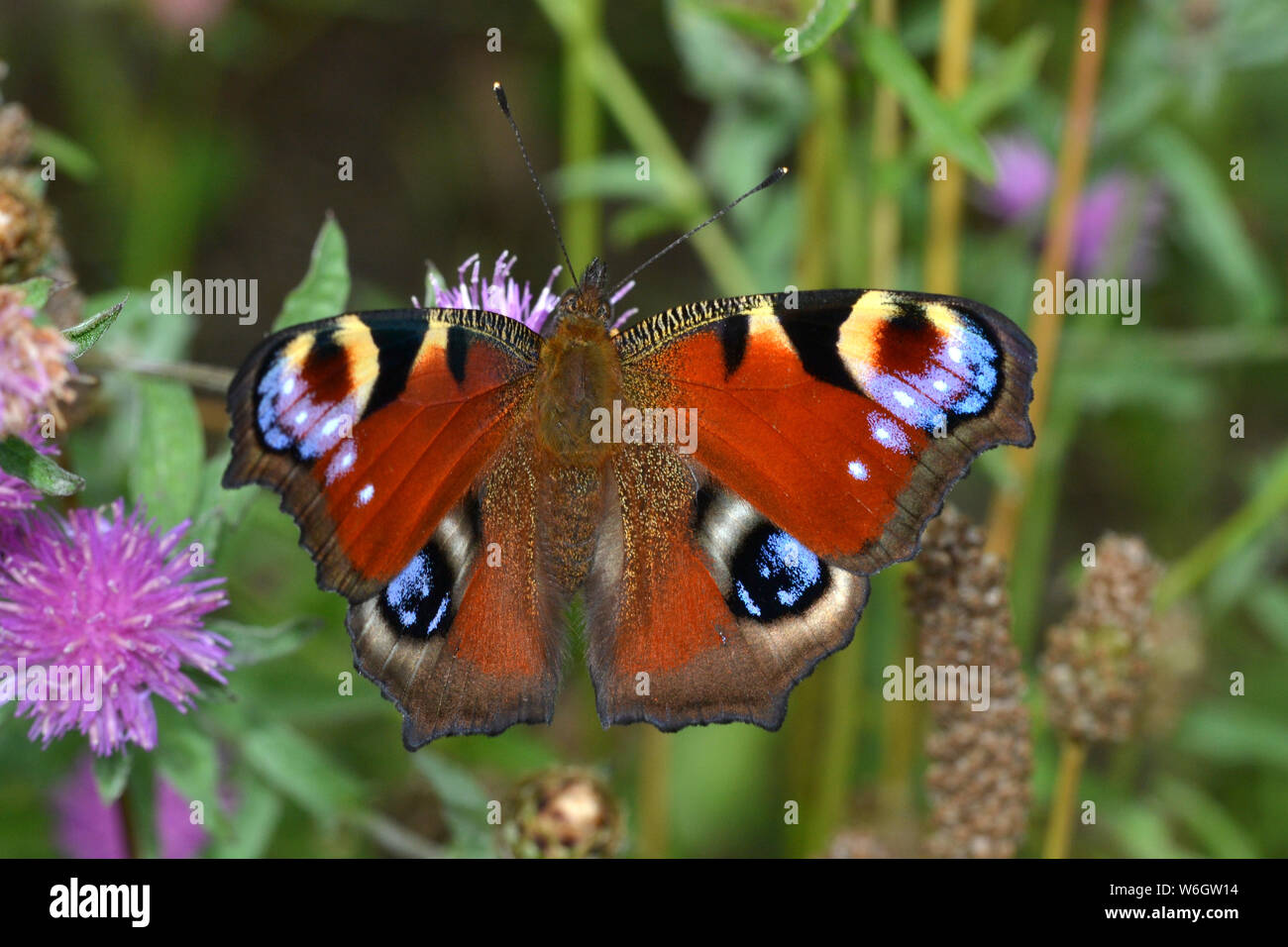 Butterfly england hi-res stock photography and images - Alamy
