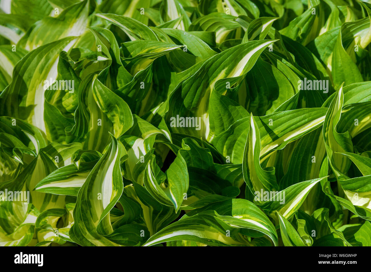Variegated hosta leaves hi-res stock photography and images - Alamy