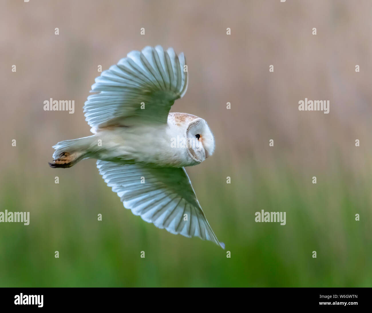 Barn owl feather detail hi-res stock photography and images - Alamy