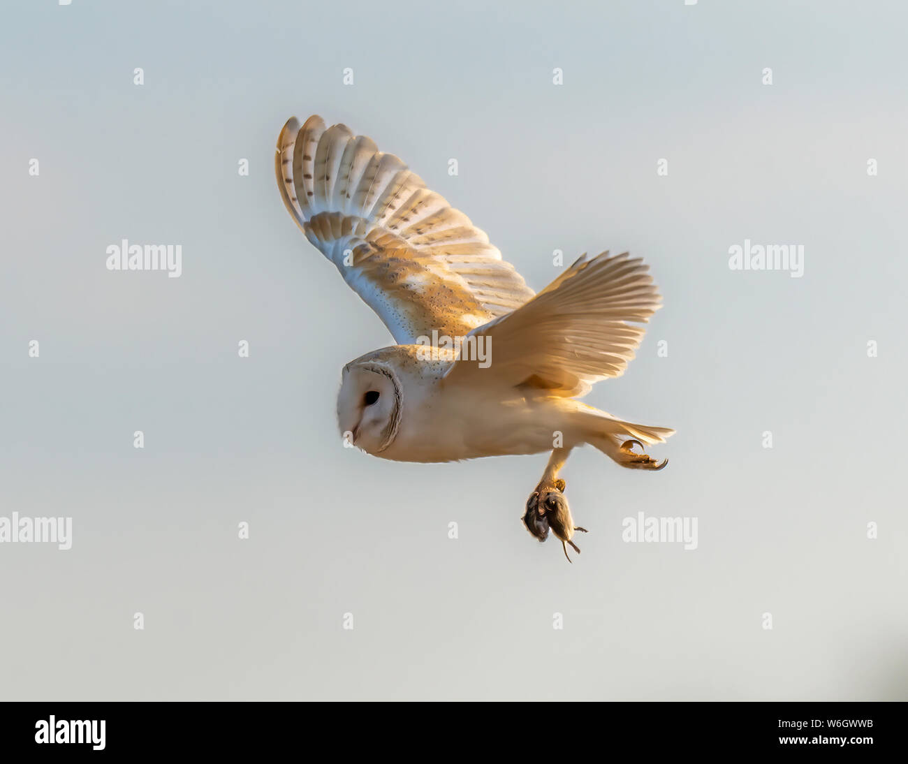 Barn owl feather detail hi-res stock photography and images - Alamy