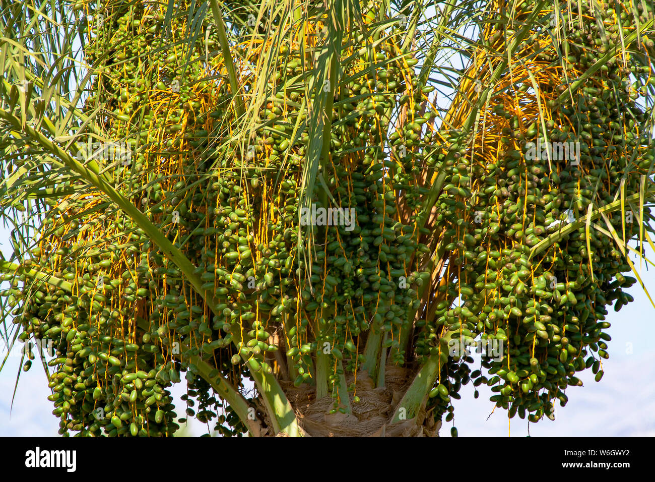Dates on a palm tree in Egypt Stock Photo - Alamy