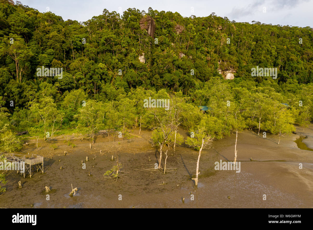 Aerial drone view of mangrove forest at low tide surrounded by dense ...