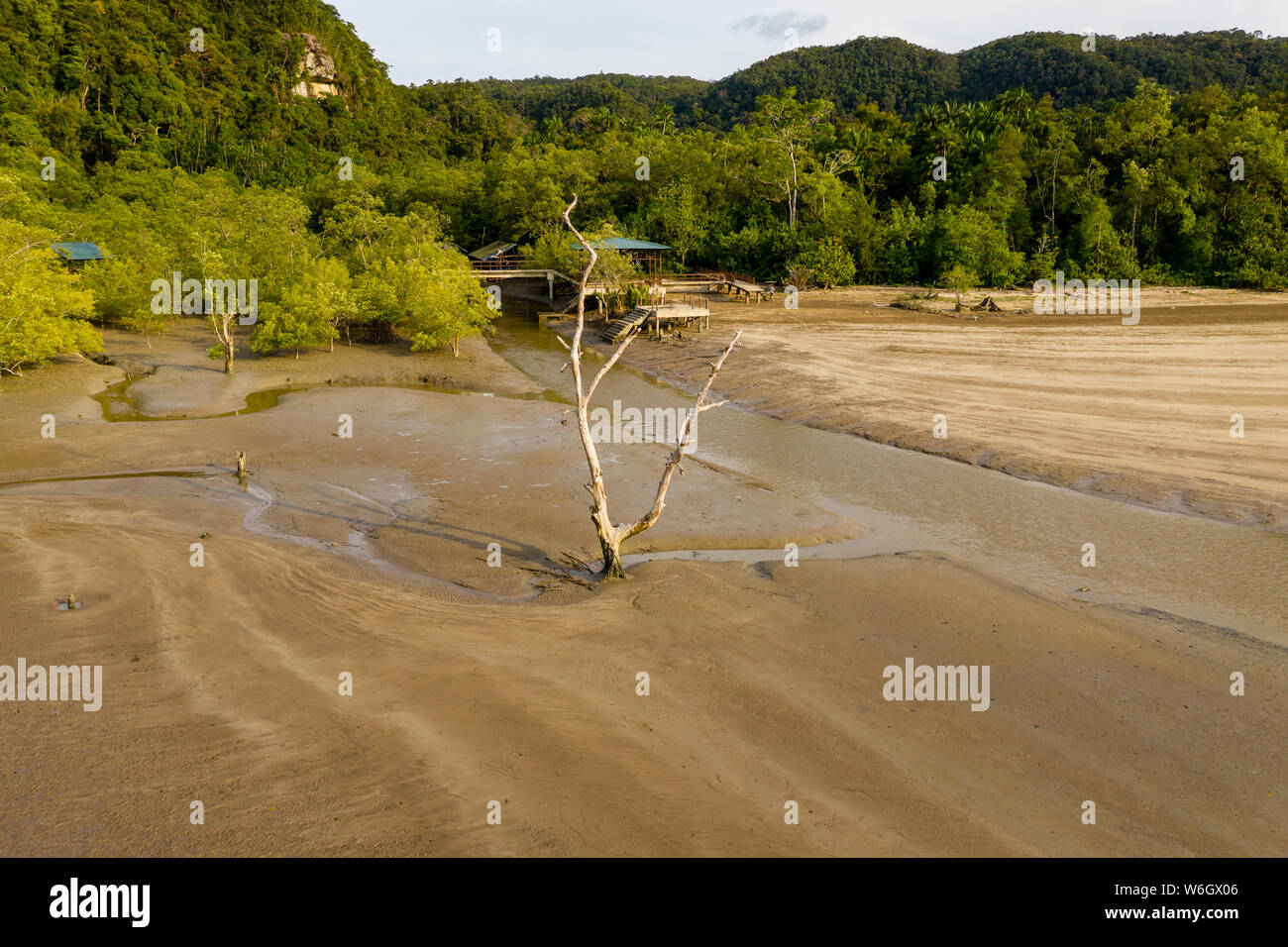 Aerial drone view of mangrove forest at low tide surrounded by dense ...