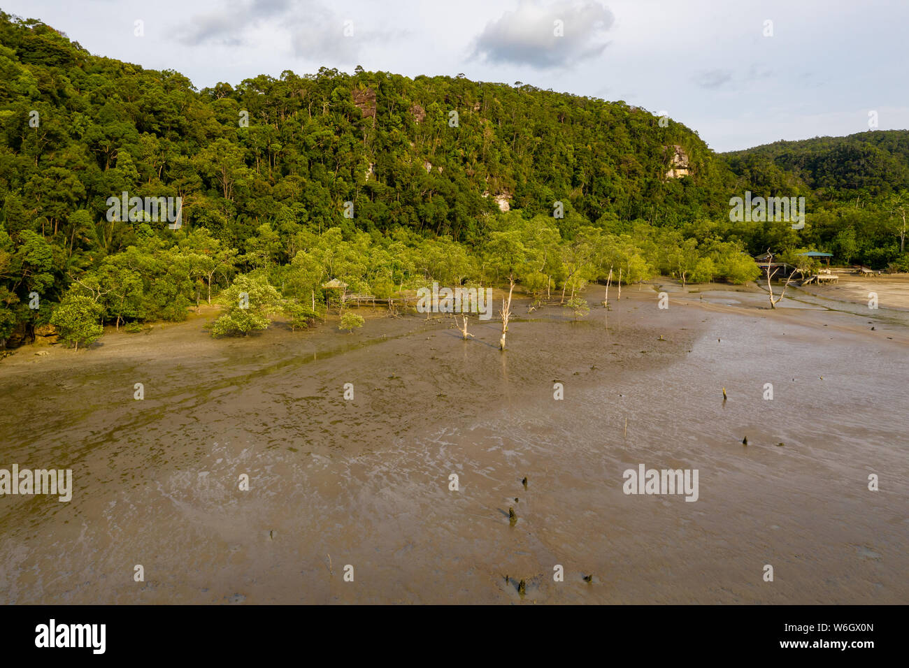 Aerial drone view of mangrove forest at low tide surrounded by dense ...