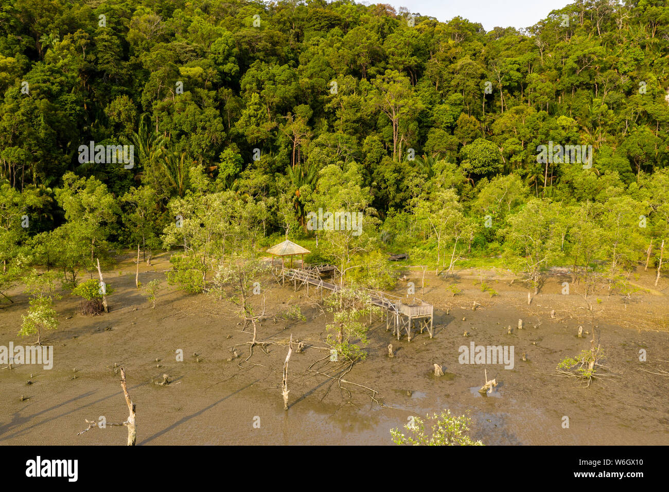 Aerial drone view of mangrove forest at low tide surrounded by dense ...