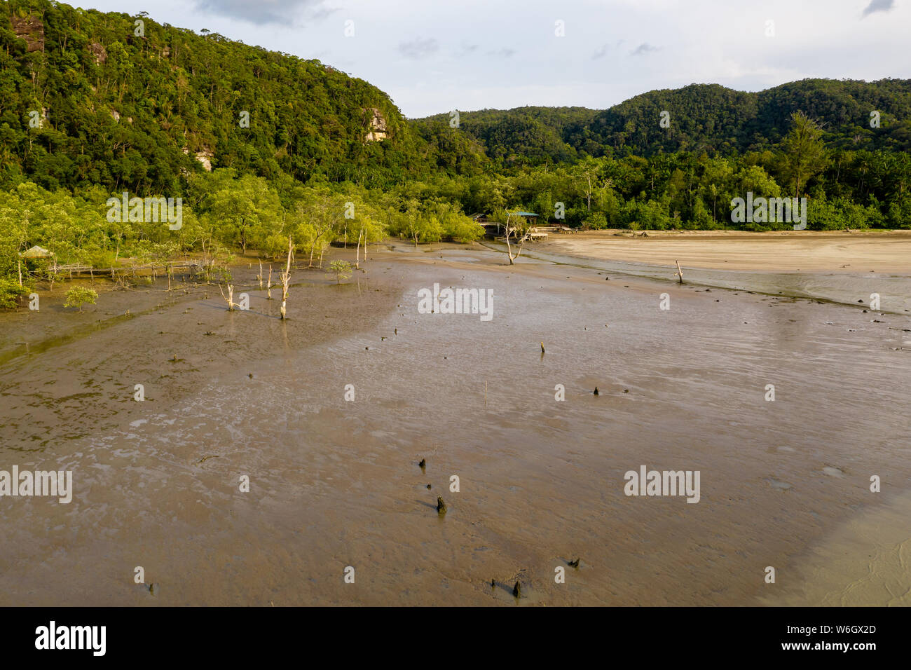 Aerial drone view of mangrove forest at low tide surrounded by dense ...