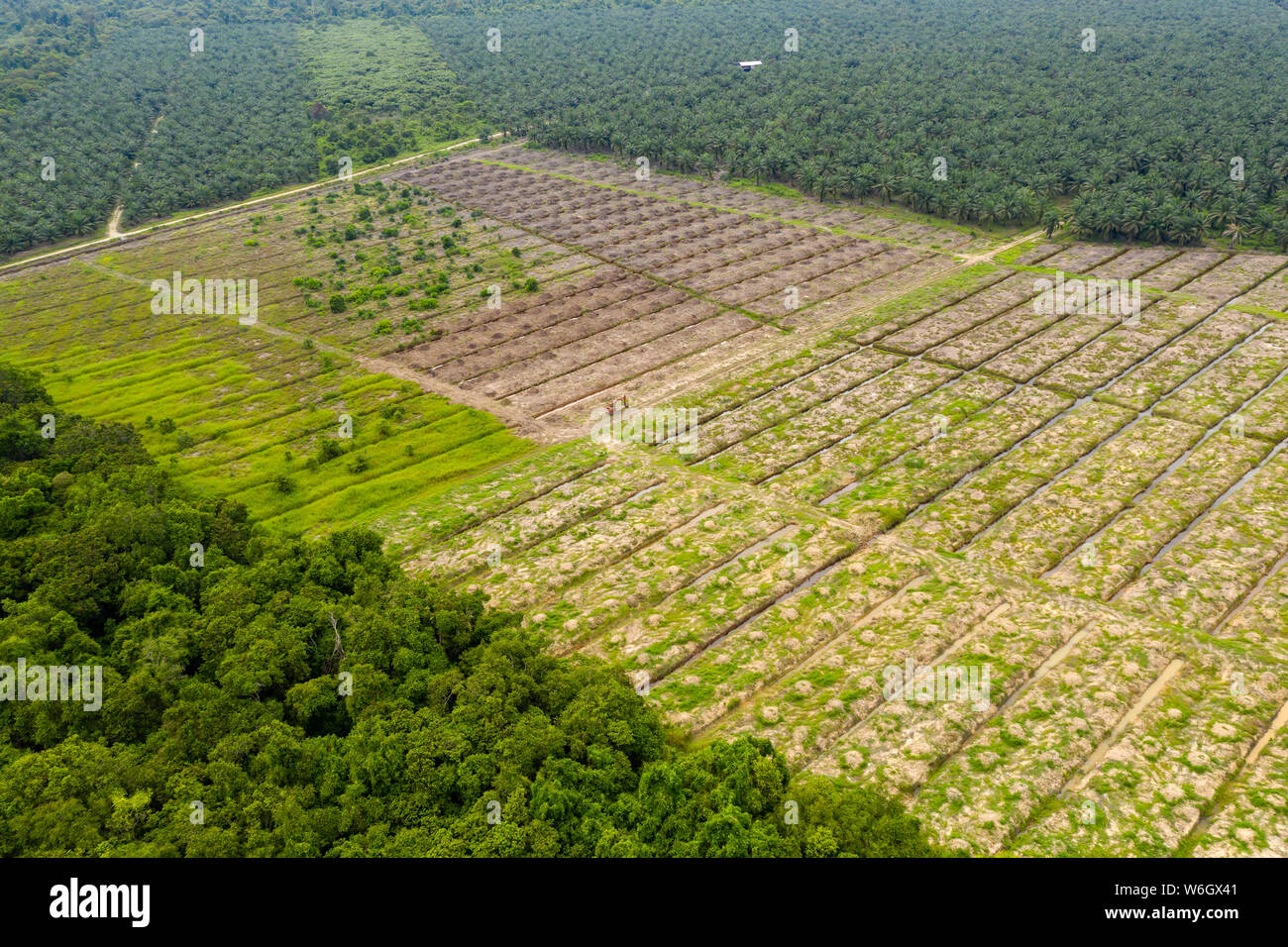 Borneo deforestation agriculture hi-res stock photography and images ...