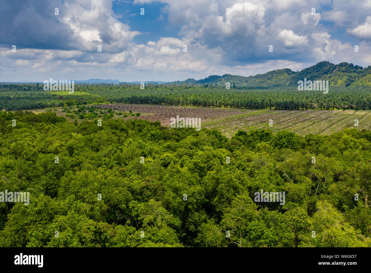Aerial drone view of large scale deforestation in the rainforest of ...