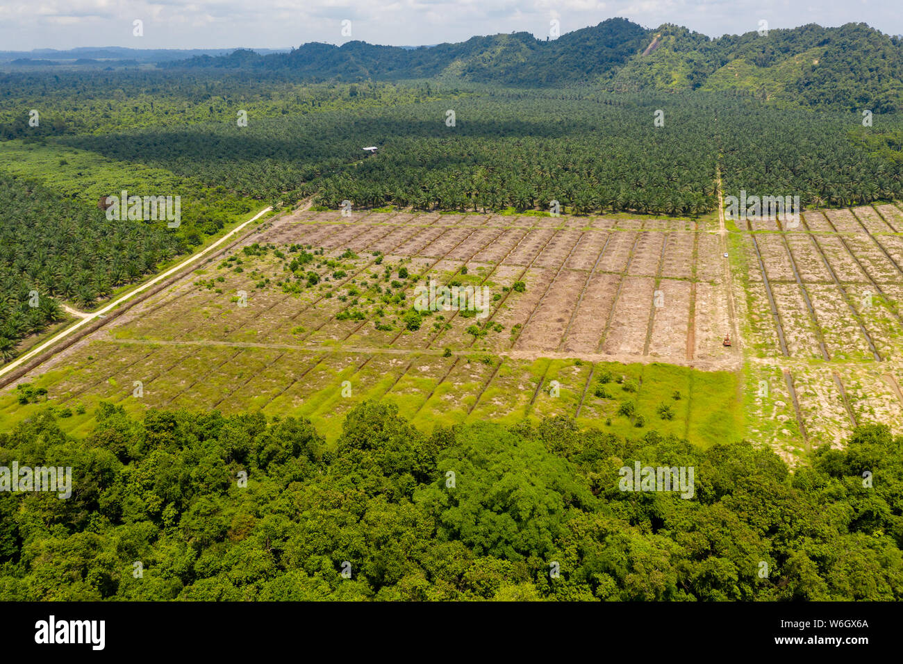 Aerial drone view of large scale deforestation in the rainforest of ...