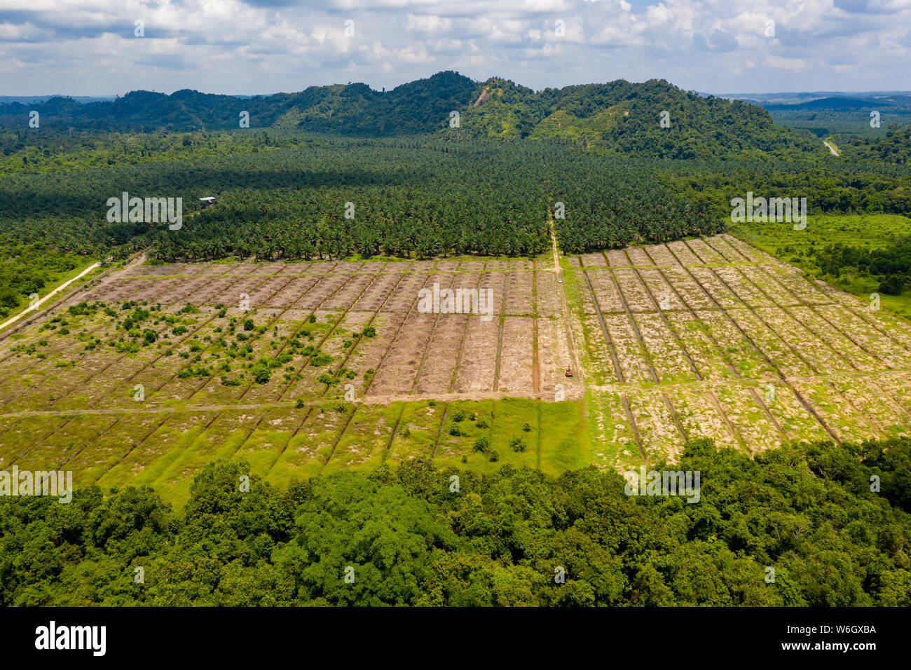 Aerial drone view of deforestation in a tropical rainforest to make way ...