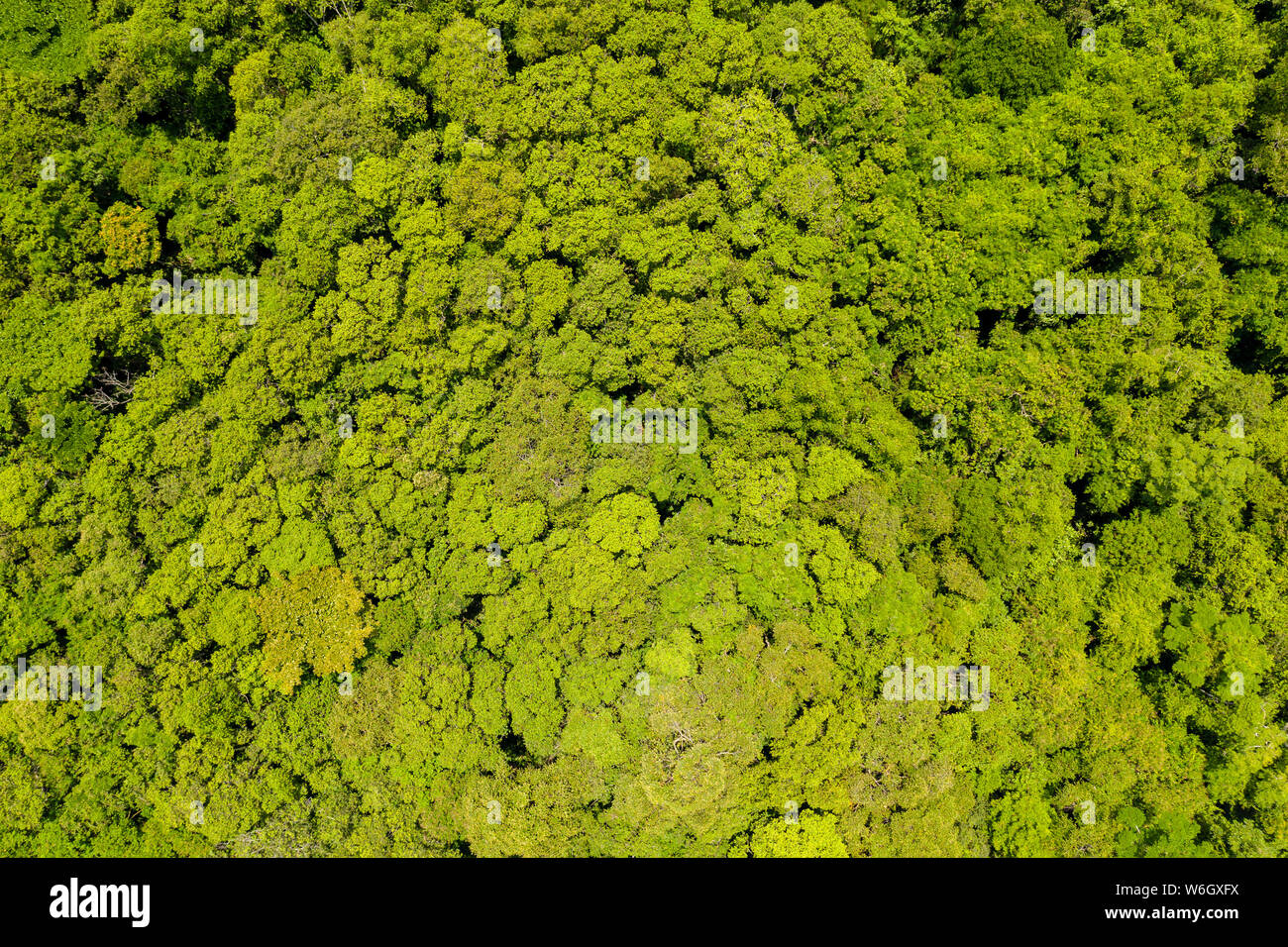 Aerial drone view of the tree canopy of dense tropical rainforest Stock ...