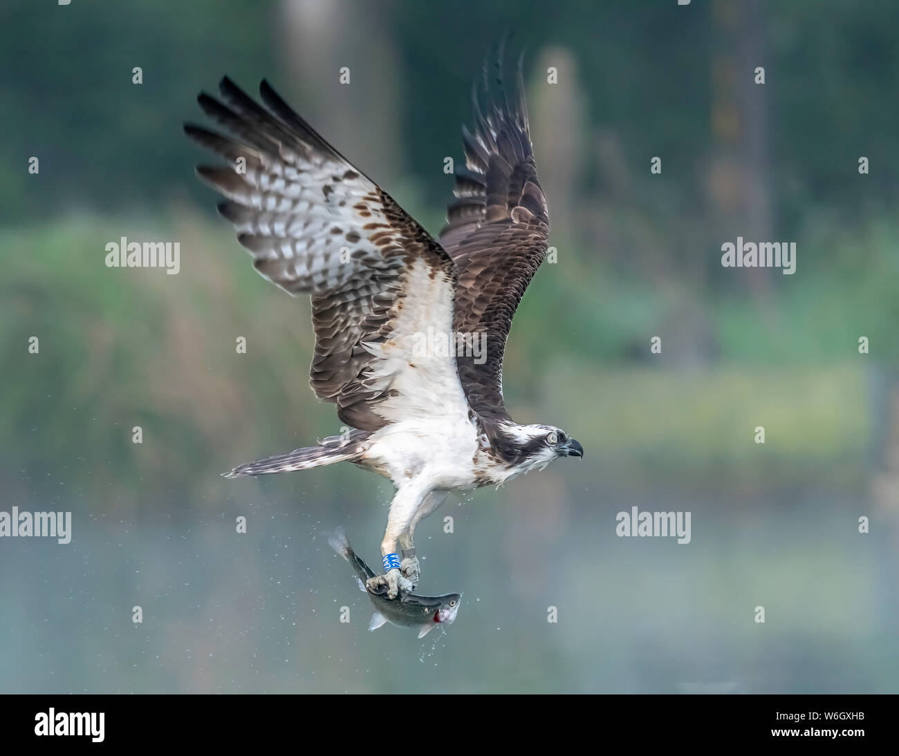 Rutland water osprey hi-res stock photography and images - Alamy