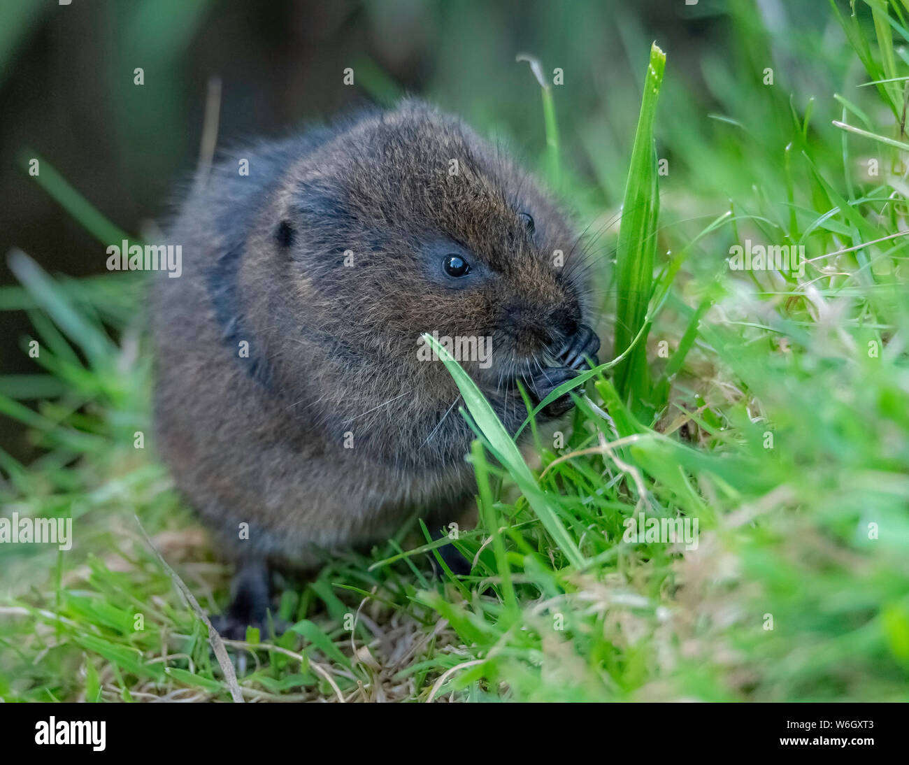 East Anglia Wildlife High Resolution Stock Photography and Images - Alamy