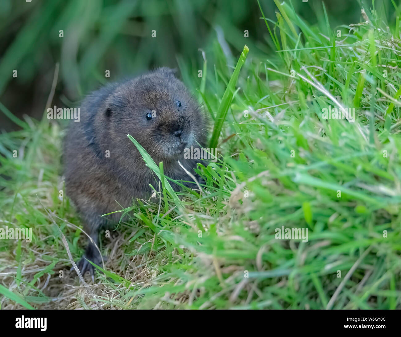 Water Vole eating reeds Stock Photo - Alamy