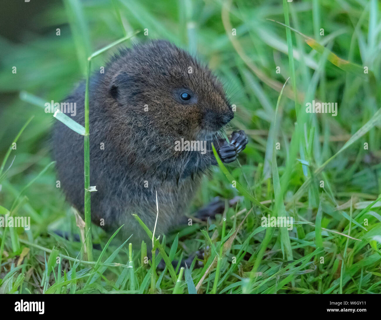 Water Vole eating reeds Stock Photo - Alamy