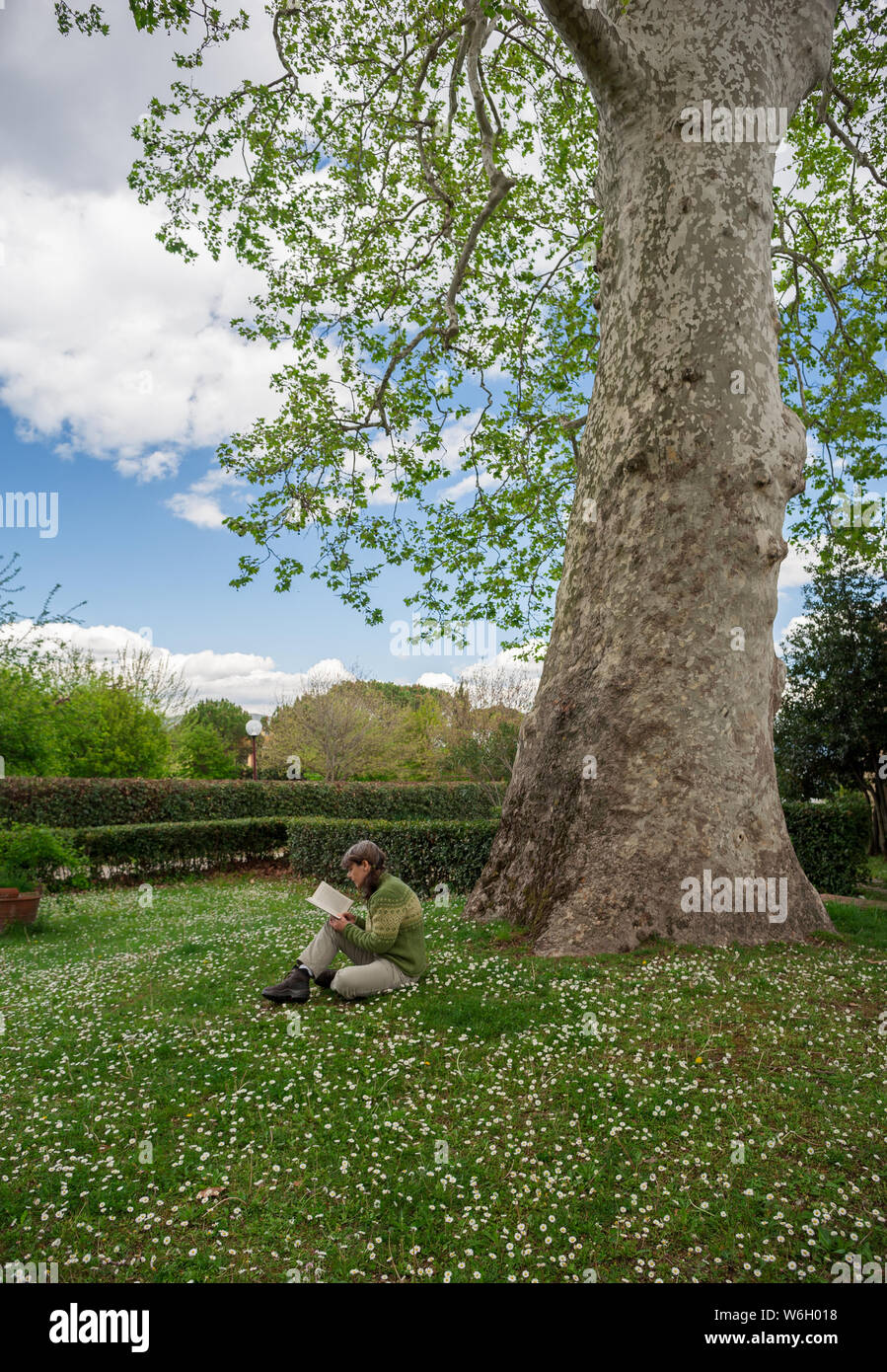 Platane tree hi-res stock photography and images - Alamy