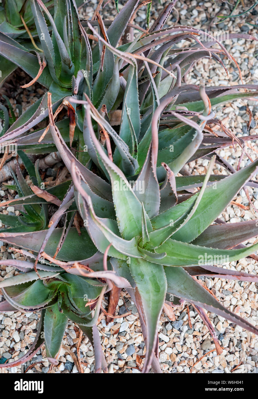 Aloe vera is a succulent plant species cultivated for agricultural ...